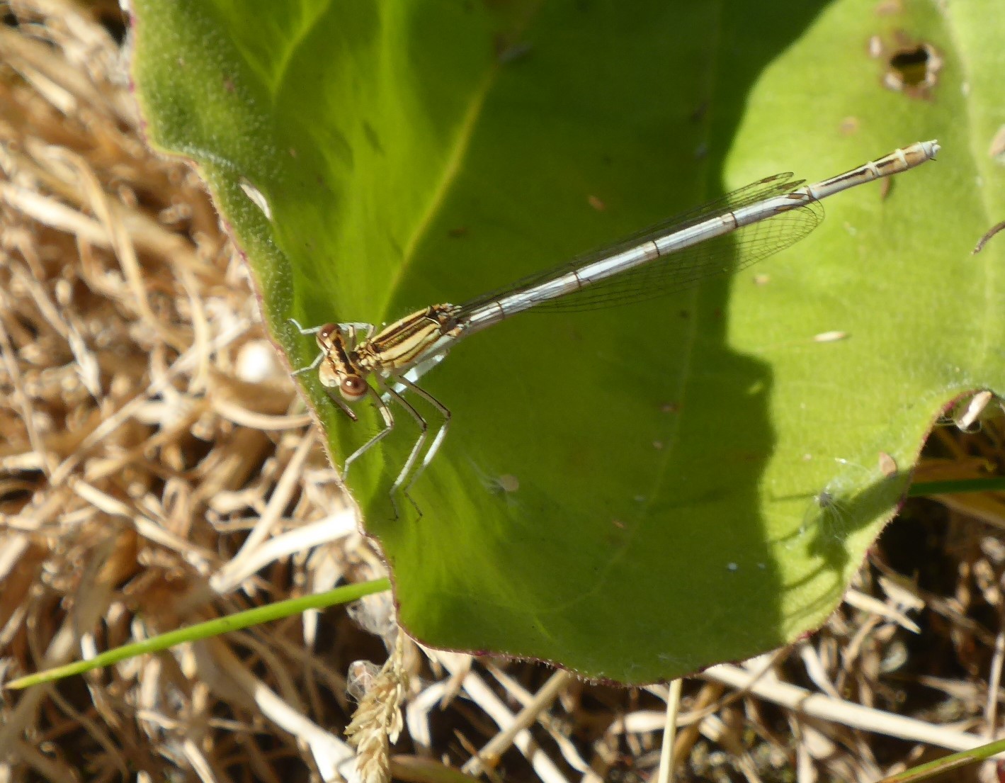 Juffers en libellen, heel bijzonder - Dier van de maand - Park Lingezegen