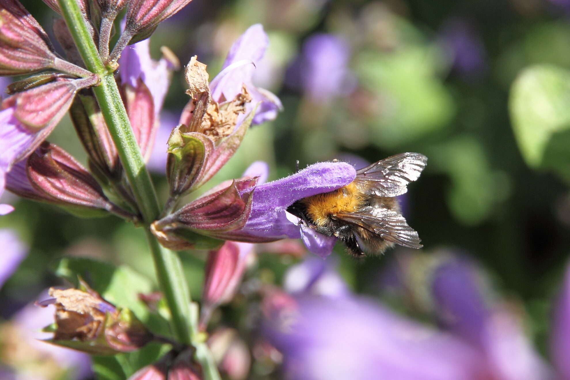 Dier van de maand - De Hommel - Park Lingezegen
